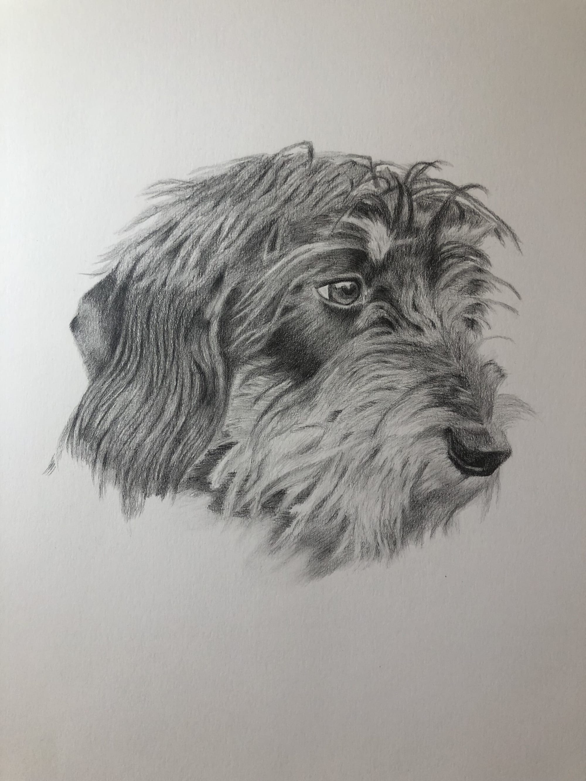Pet Pencil Portrait by Lottie Anderson Studio at London, London ...