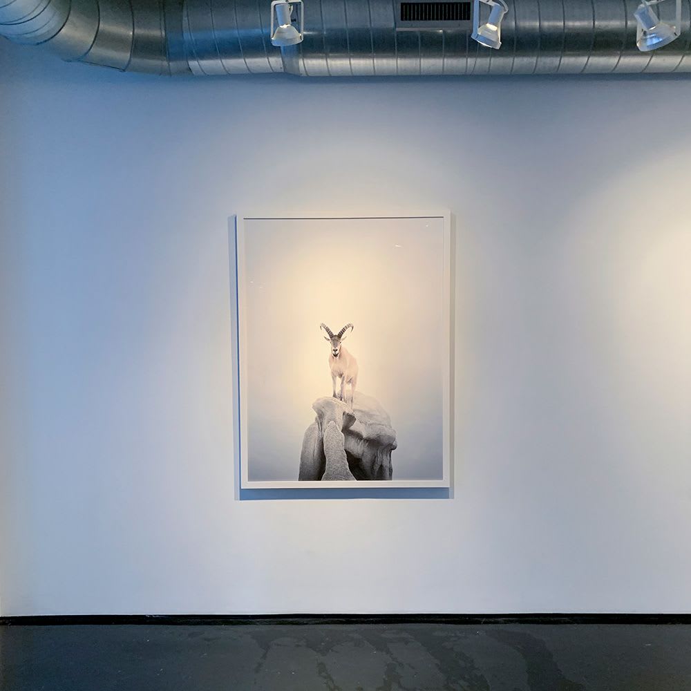 Intent Ibex by Alice Zilberberg | Wescover Photography