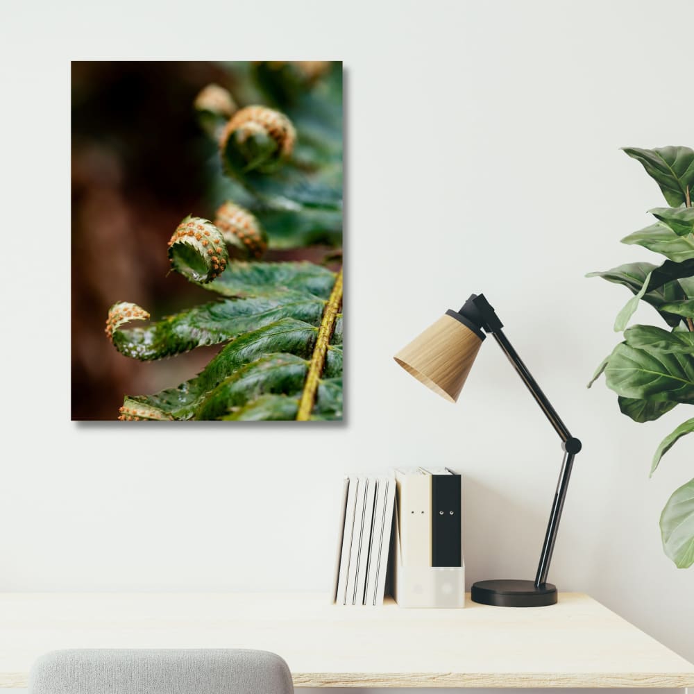 Photograph • Ferns, PNW, Oregon, Forest, Macro Photography by Honeycomb ...