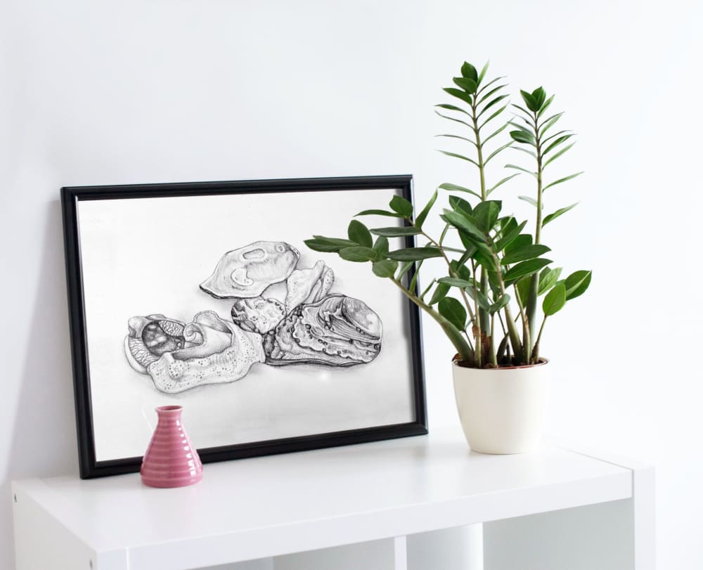 Seashells - graphite drawing by Melissa Patel | Wescover Drawings