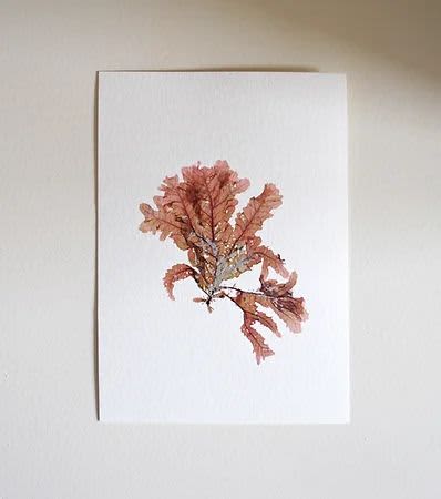 Pressed Seaweed, Single 87. A6. by Jasmine Linington | Wescover Art