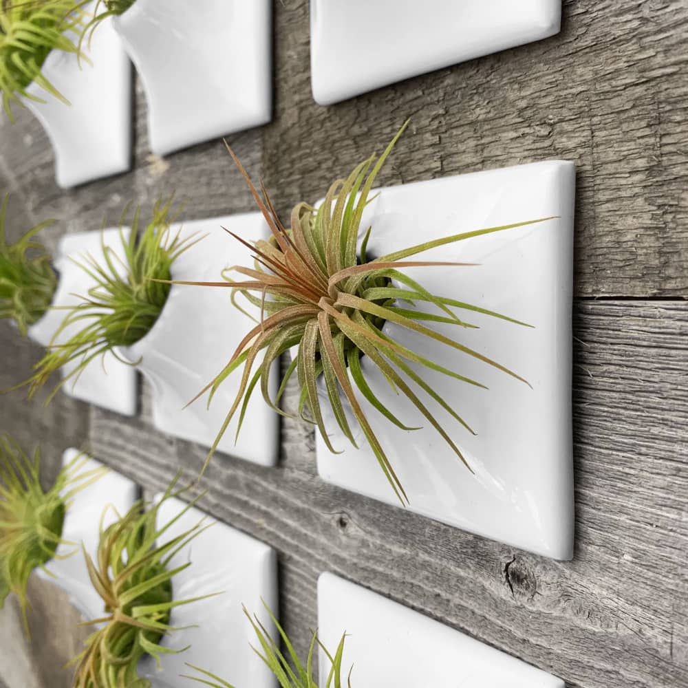 Modern Ceramic Wall Planter - Plant Wall Art - Node 3" by Pandemic ...