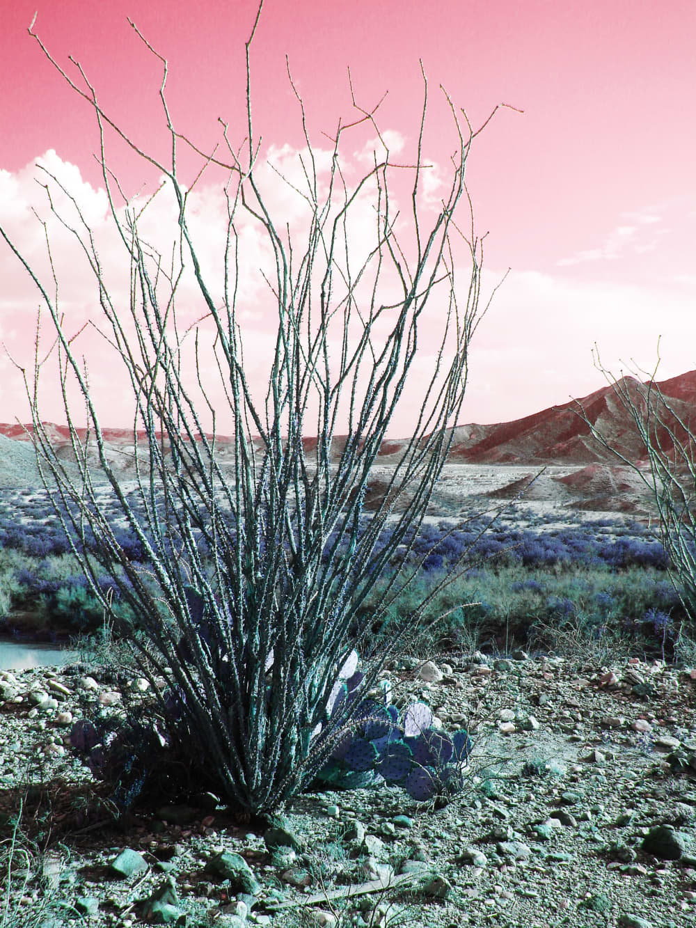 Crush of Blush by Sabine Senft | Wescover Photography