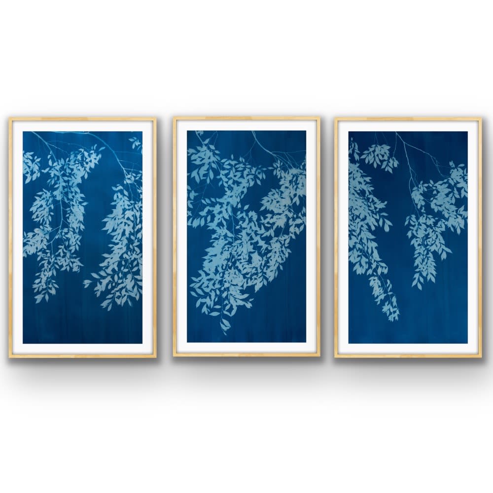 Chinese Elm Triptych (3 Handmade Cyanotypes total 40 x 66") by ...
