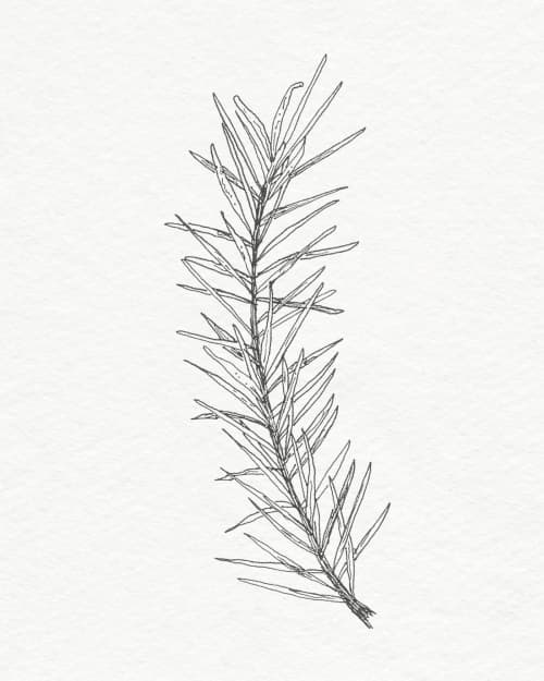 Pine Branch Sketch - Botanical Pen and Ink Illustration Art by Jennifer ...
