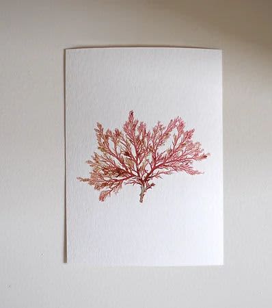 Pressed Seaweed, Single 86. A6. by Jasmine Linington | Wescover Art