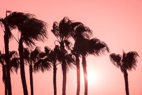 "PINK PALMS" by ANDREW LEVER | Wescover Photography