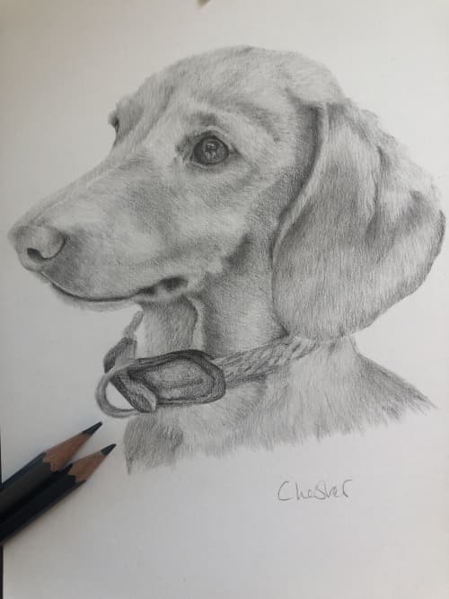 Pet Portrait by Lottie Anderson Studio | Wescover Drawings