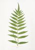 Fern Print Set, Fern Prints set of 12, set of 12 fern prints by ...
