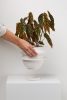 Bud Planter by Capra Designs | Wescover Planters & Vases