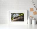 Photograph • Snails, PNW, Oregon, Woodland, Macro by Honeycomb ...