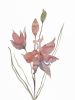 Grass Pink No. 2 : Original Watercolor Painting by Elizabeth Becker ...
