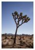 'Transmission', Joshua Tree Photograph (Ltd Edition) by Daylight Dreams ...