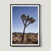 'Transmission', Joshua Tree Photograph (Ltd Edition) by Daylight Dreams ...