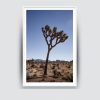 'Transmission', Joshua Tree Photograph (Ltd Edition) by Daylight Dreams ...