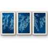 Chinese Elm Triptych (3 Handmade Cyanotypes total 40 x 66") by ...